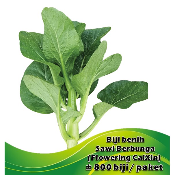 Biji Benih SAWI berbunga / Flowering Choy Sam vegetable seeds ...