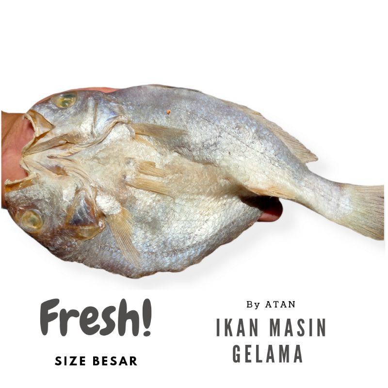Ikan Masin Gelama Kering Segar Fresh Dried Fish Kuala Besut | Shopee ...
