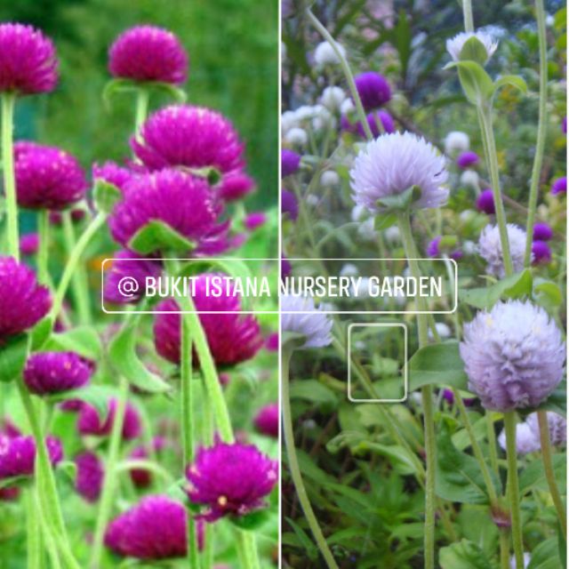 Combo - Anak Pokok Bunga Butang Warna Magenta dan Lite Purple (Organik ...