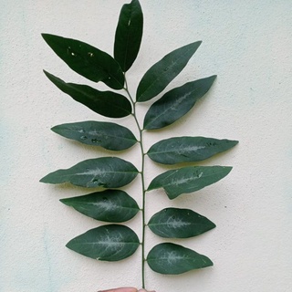 Daun cekur/cekok manis pelbagai kegunaan Murah2 | Shopee Malaysia