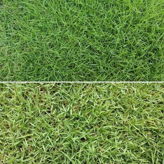 Rumput Carpet Japanese Grass Rumput Jepun murah | Shopee Malaysia