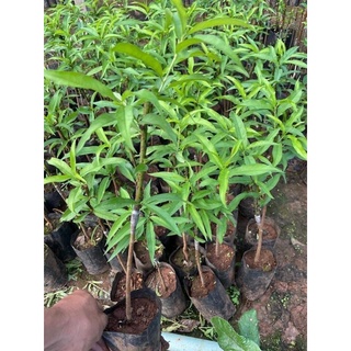 Pokok Buah Peach Yellow Peach real plant hotselling rare outdoor indoor ...