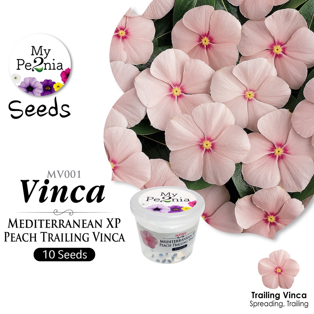 MyPe2nia [Vinca Seeds] Mediterranean XP Peach Trailing Vinca (10 Seeds ...