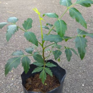 Pokok semambu, neem tree | Shopee Malaysia