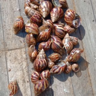 Racun siput bulan ,siput babi dan lintah | Shopee Malaysia