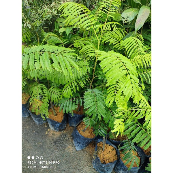 pokok petai hybrid (pokok besar) | Shopee Malaysia