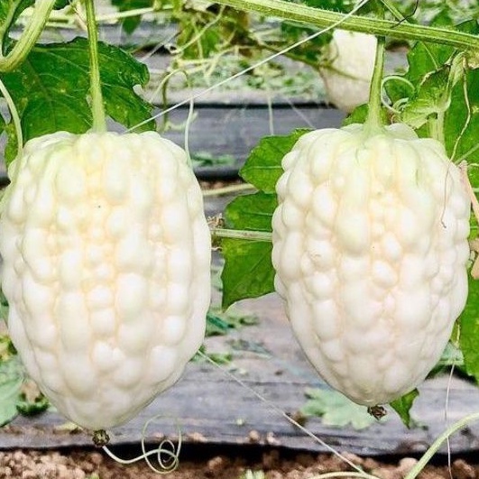 3 pcs benih white Taiwan apple bitter gourd seed/peria putih/ peria ...