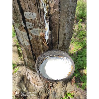 100pcs Cawan susu getah mangkuk plastik rubber collect latex cup ...