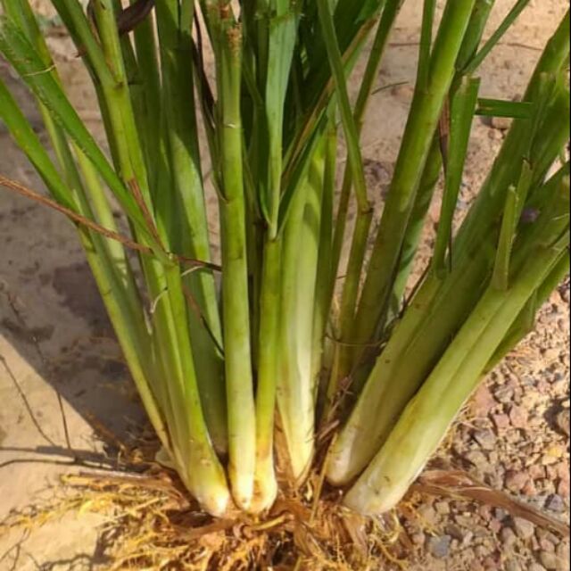 Pokok Serai berakar / Benih Pokok Serai | Shopee Malaysia