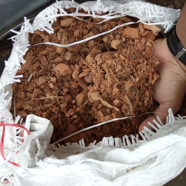 🔥1 GUNI BESAR , COCONUT HUSK CHIP / SABUT KELAPA CINCANG ( 1 GUNI) 1 ...