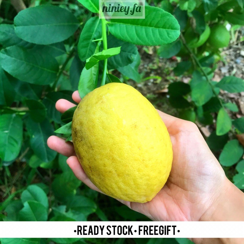 Pokok Lemon Seedless | Shopee Malaysia