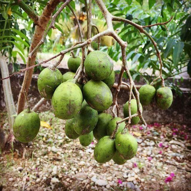 Pokok Kedondong cepat berbuah / Kedondong tree | Shopee Malaysia