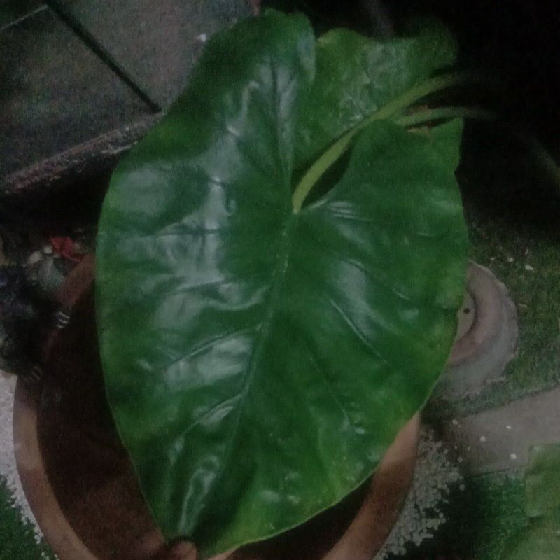 pokok keladi gajah(pokok dah besar) | Shopee Malaysia