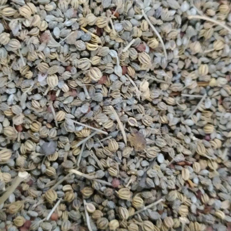 100 gm Carom seed / korsani seed / Caraway Seed / Ajwain Seed / Biji ... 100 gm Carom seed / korsani seed / Caraway Seed / Ajwain Seed / Biji ...