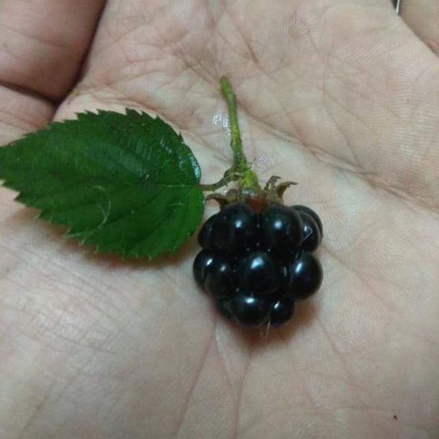 Black berry seedling (pokok) | Shopee Malaysia