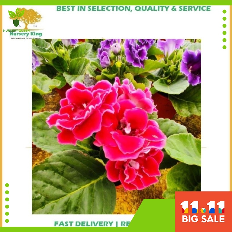 Anak Pokok Bunga African-Violet [Max of 4 trees each parcel] Pokok ...