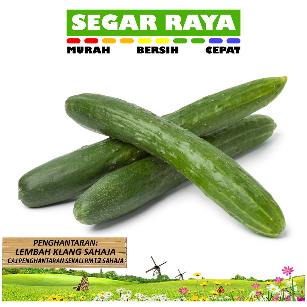 SAYUR Timun Jepun / Japanese Cucumber (400g+-) SEGAR RAYA | Shopee Malaysia