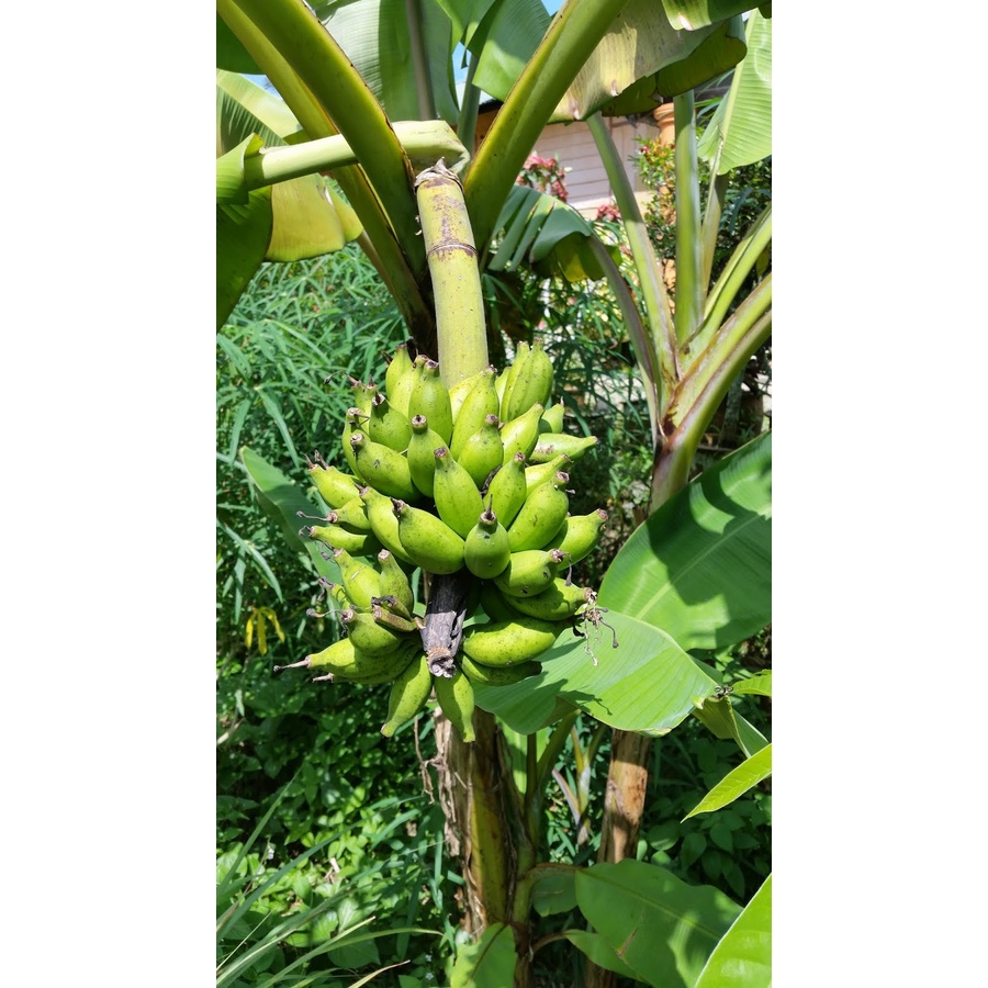 Pisang Rastali (Musa Acuminata X Musa Balbisiana) - Pokok Hidup / Live ...