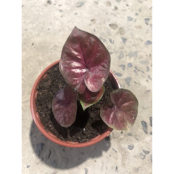 RARE PLANT Red Devil Keladi indo caladium thai hybrid | Shopee Malaysia