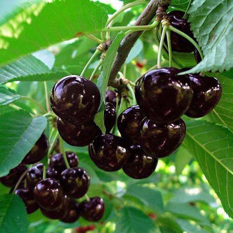 Fruit seedling Ready stock Anak pokok ceri menyemai anak pokok ceri ...