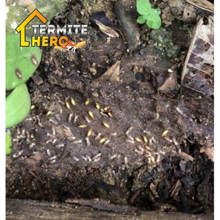 Goods in stock Termite Baiting Station TERMITE HERO / Termite box / Sistem Umpan Anai-anai ...