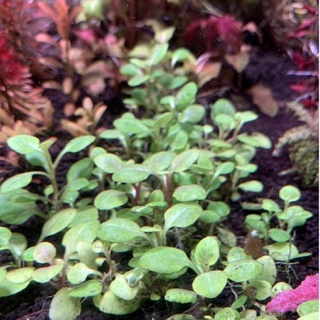 (DOA) Lobelia Cardinalis ‘Mini’ fully submerged ( 3 stems) | Shopee ...