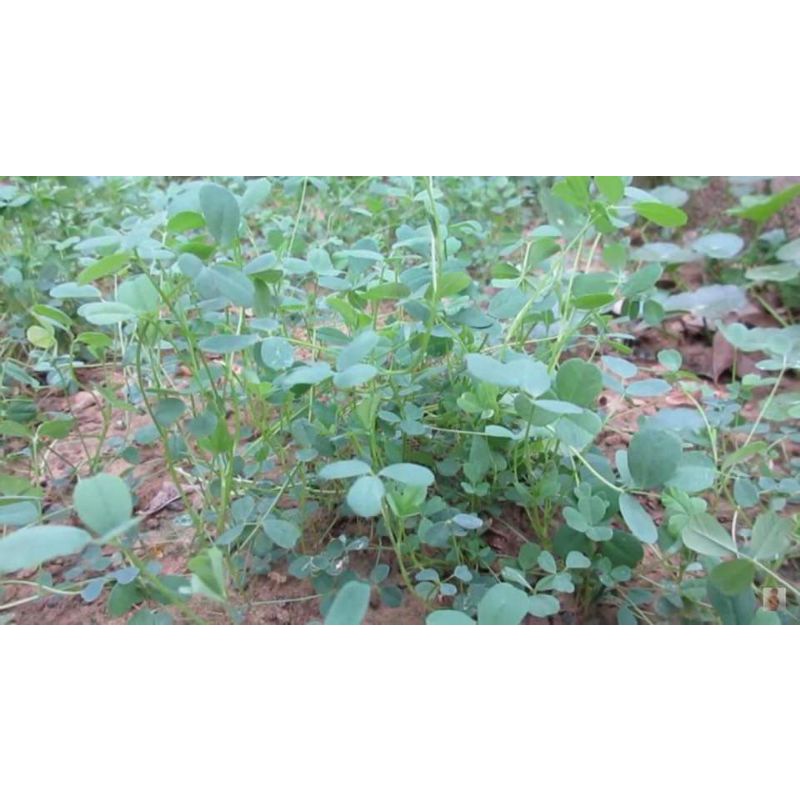 Benih Rumput Alfalfa (700biji) | Shopee Malaysia