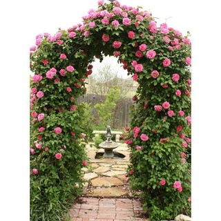 Pokok Bunga Rose Menjalar Pink@ Climbing Rose Pink Cascade | Shopee ...