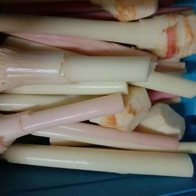 Tuhau makanan tradisional sabah | Shopee Malaysia