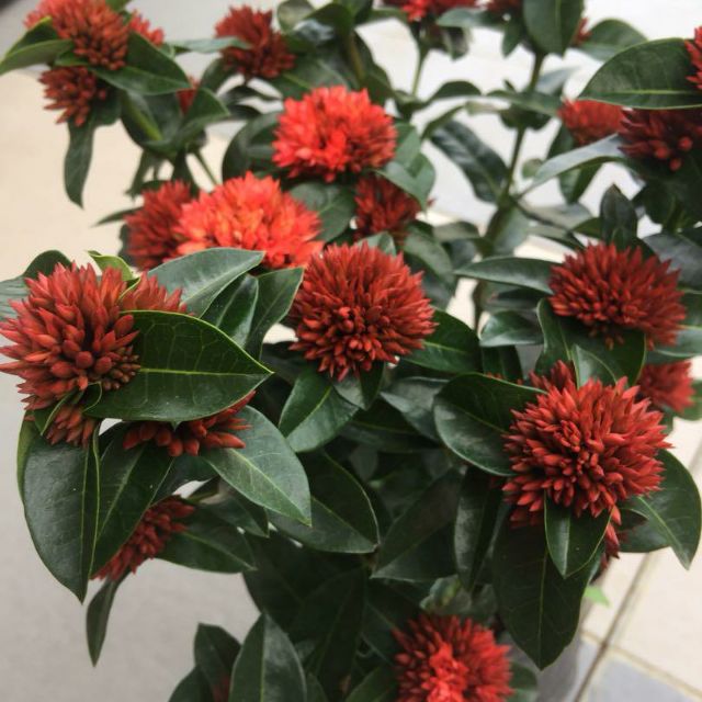 Ixora rose merah / bunga ixora rose / exora rose | Shopee Malaysia