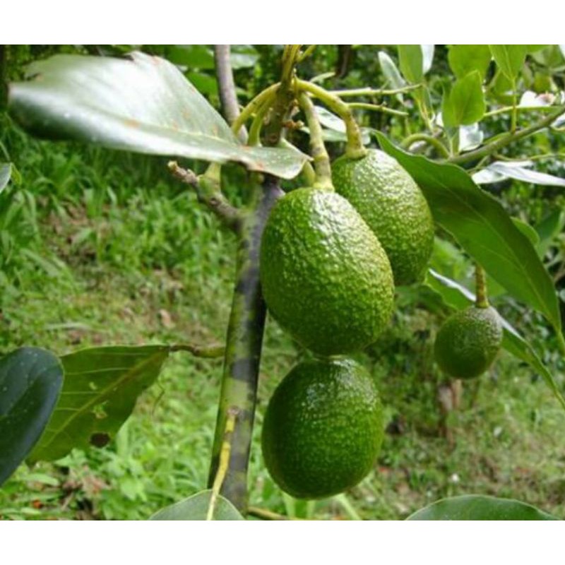 Avocado Cuban Jumbo Size Segar Sedap Creamy | Shopee Malaysia