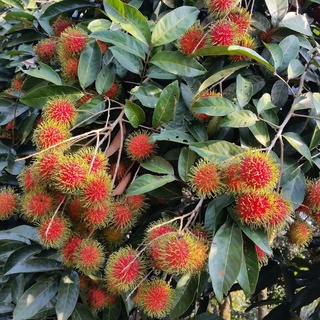 Anak Pokok Rambutan Jarum Mas | Shopee Malaysia