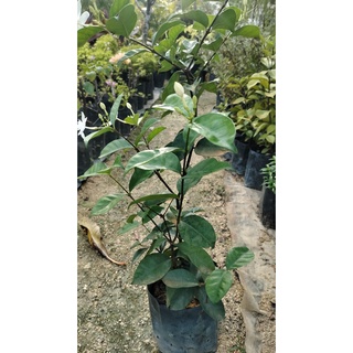 Pokok Bunga jasmine Thailand / Jasmin thai bunga besar | Shopee Malaysia