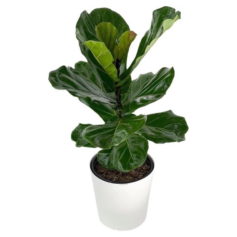 Ficus Lyrata / Fiddle Fig Tree Live Tree Indoors Plant/ Pokok Hiasan ...