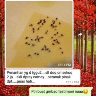 CAMAY SPRAY - NON-ODOUR SPRAY PEPIJAT | UBAT PIJAT HAMA TILAM | BEDBUGS ...