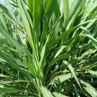 BENIH POKOK NAPIER 1BATANG 1RINGGIT | Shopee Malaysia