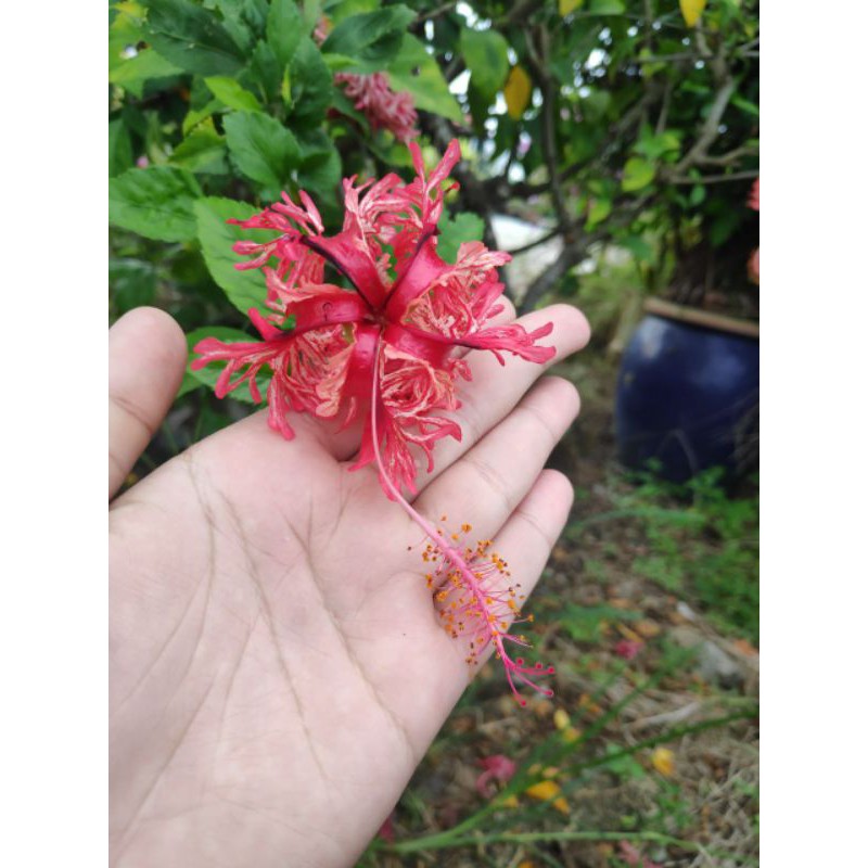 pokok bunga raya zaman dulu - dulu. | Shopee Malaysia