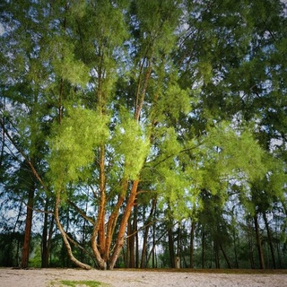 Anak Pokok Rhu Pantai Pokok Stabil | Shopee Malaysia