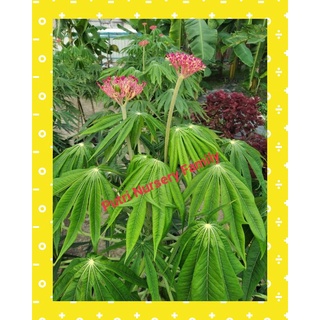 Biji Benih Pokok Gambir Sarawak | Shopee Malaysia