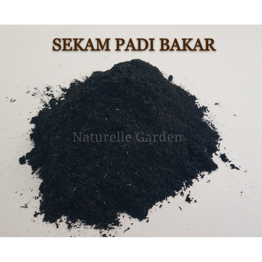 Sekam Padi Bakar Burnt Rice Husk Ash 500g untuk Tanah Tanaman Organik ...