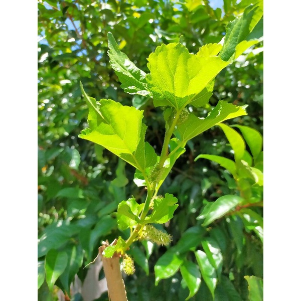 Mulberry keratan batang baik untuk IBU ARNAB tambah Susu/pokok malbery ...
