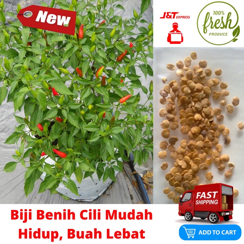 [Ready Stock] 25 pcs Biji Benih Cili Padi / Cabai Melaka/ Cabai Burung ...