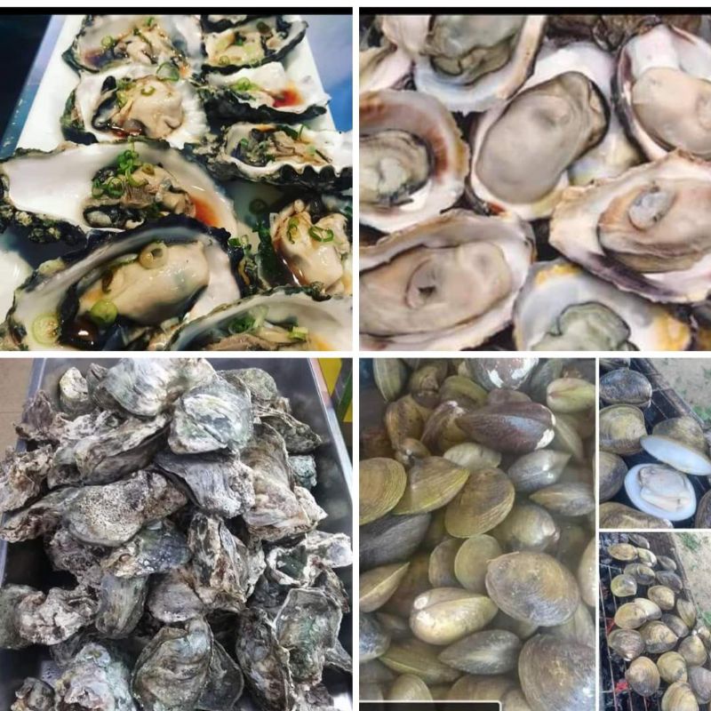Fresh seafood oyster and lokan | Shopee Malaysia