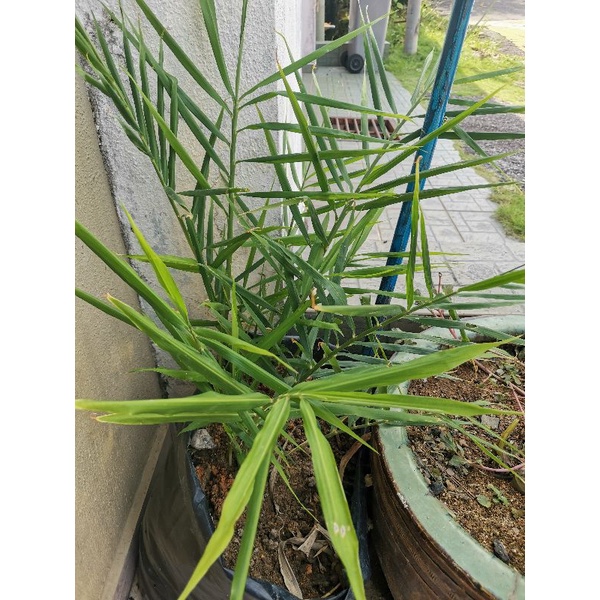 ANAK POKOK HALIA BENTONG /BENTONG GINGER PLANT | Shopee Malaysia