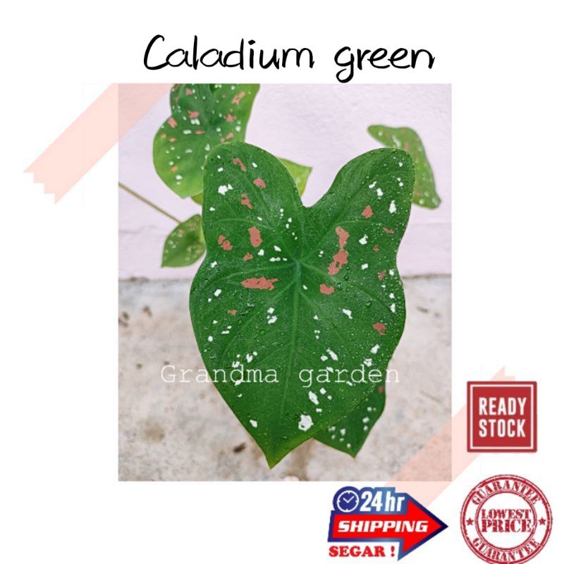 (GG real plant) caladium green ^ keladi bicolor pokok hidup hiasan ...