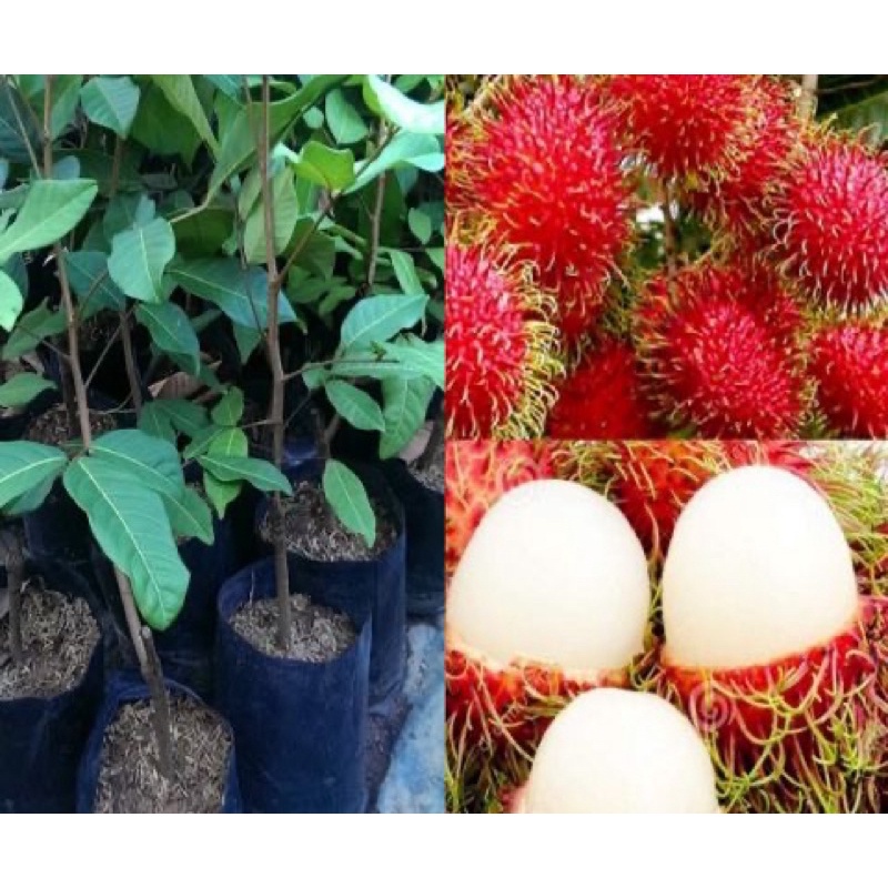 Rambutan Anak Sekolah Hybrid | Shopee Malaysia