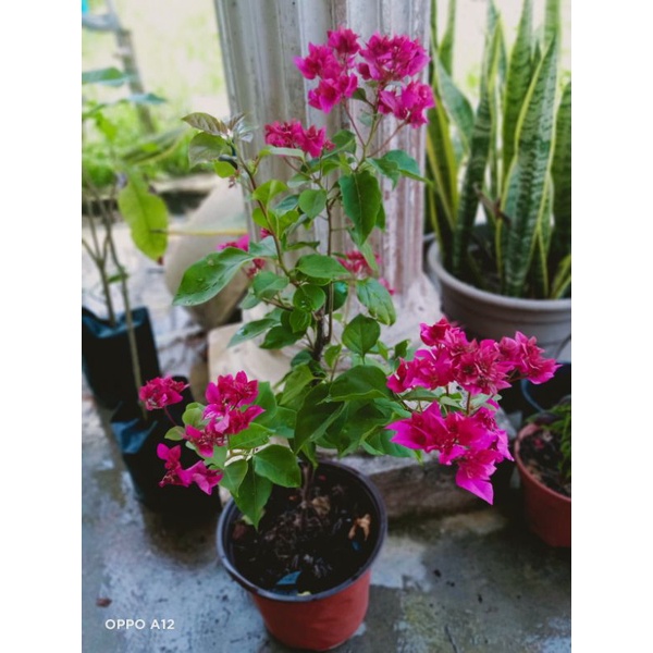 Bunga kertas sanggul Fatimah/Bougainvillea | Shopee Malaysia