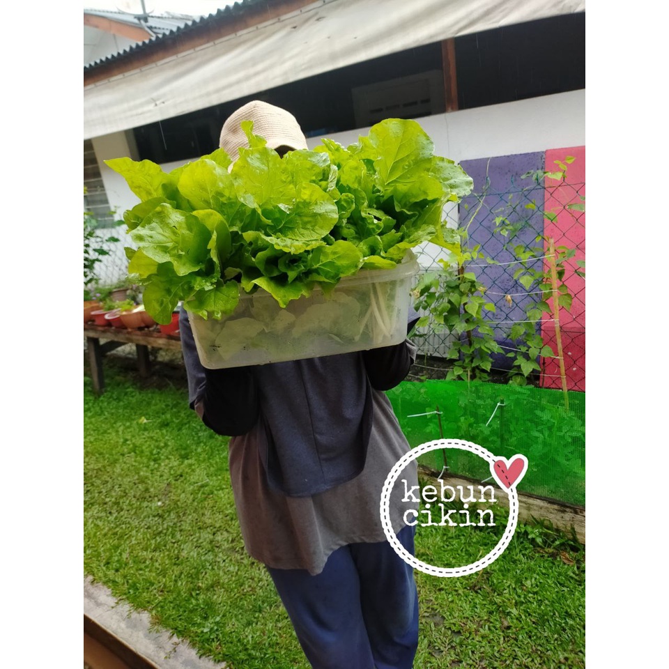 Biji Benih Sawi Kerinting Sawi Ong King Pak Choy Kerinting Seeds Shopee Malaysia