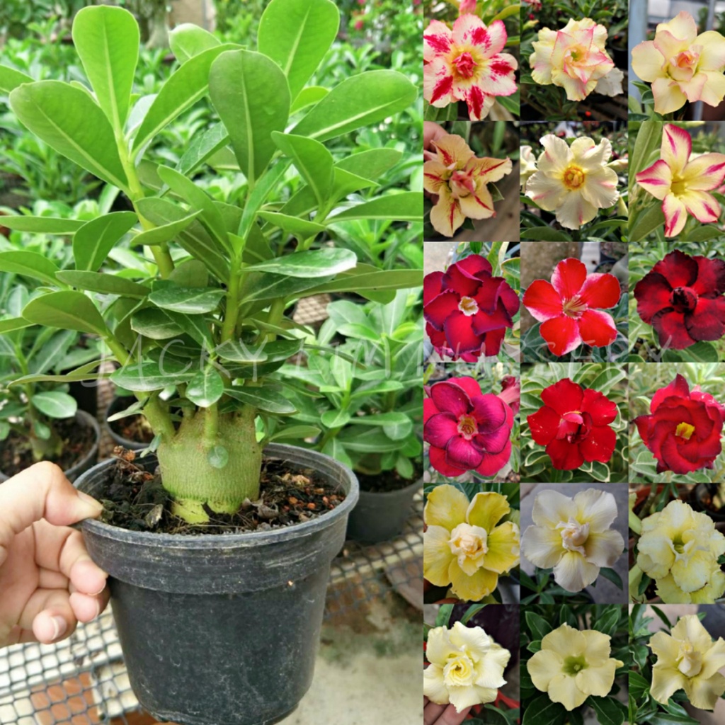 Taiwan Adenium ORIGINAL S size L SIZE 台湾实生苗 seeding 原装树 Outdoor Plant ...