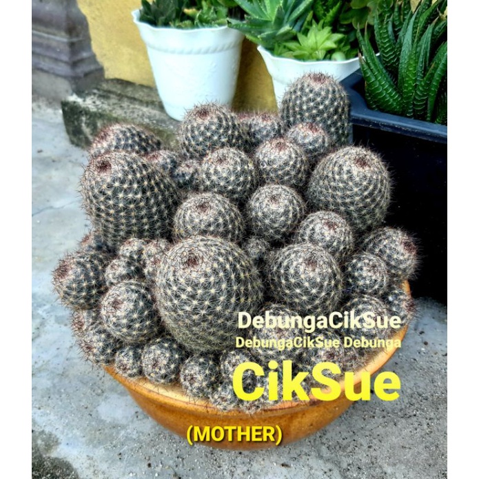Cactus BIG (Saiz pasu 12.5cm) | Shopee Malaysia